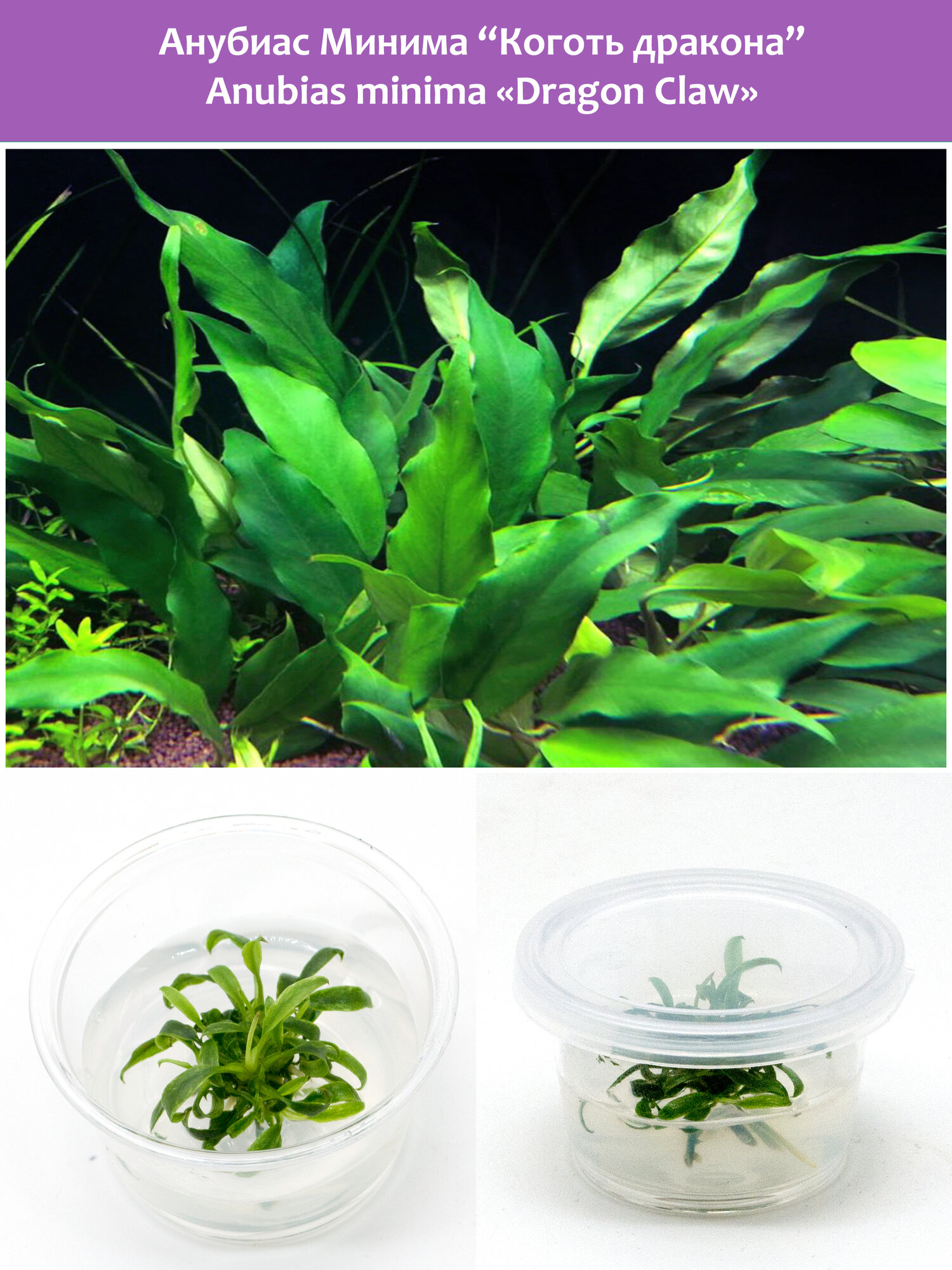 Bestfish24 Анубиас Минима Коготь дракона меристемные растения