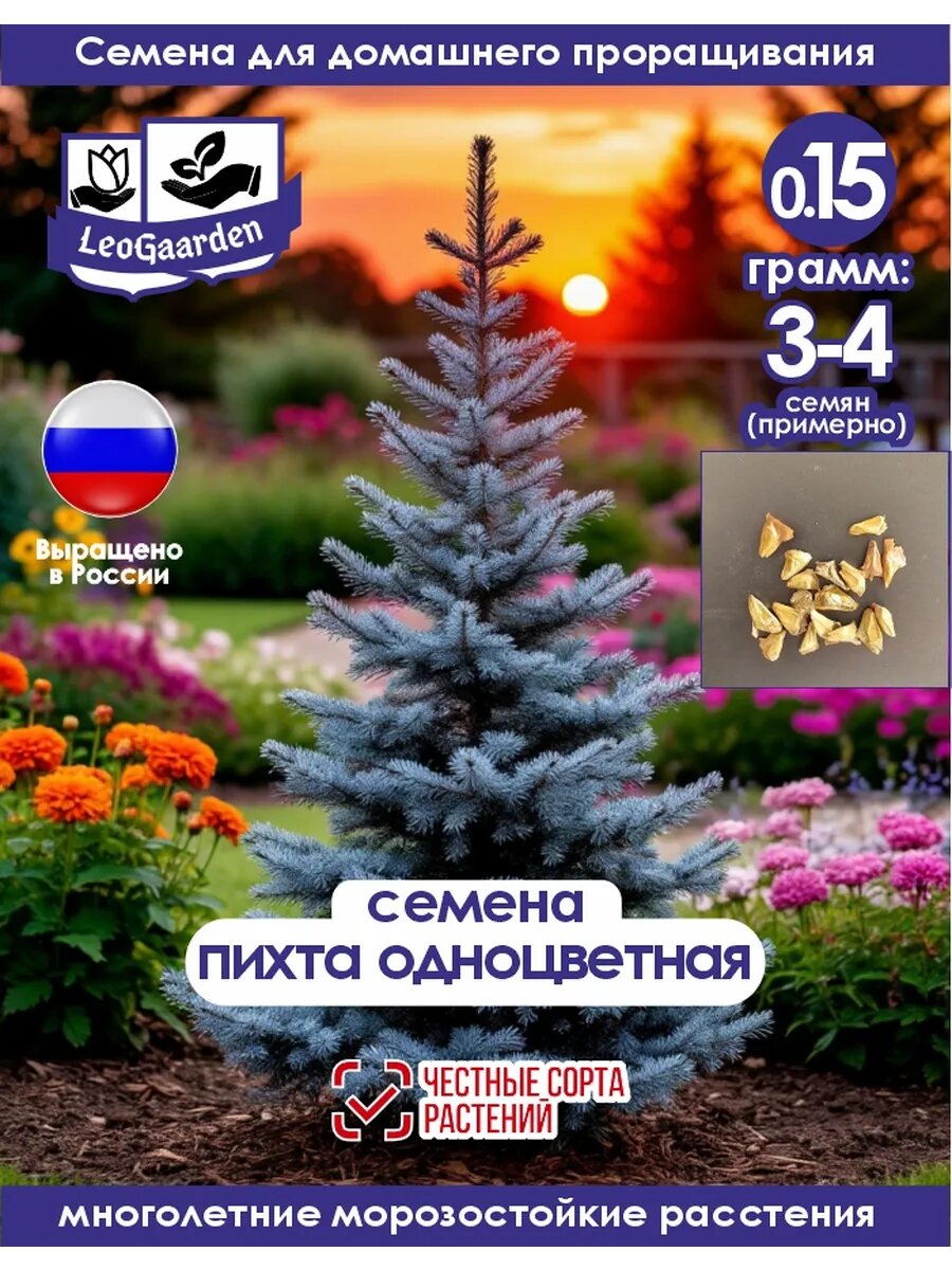 Семена, Пихта Одноцветная , 0,15 грамм