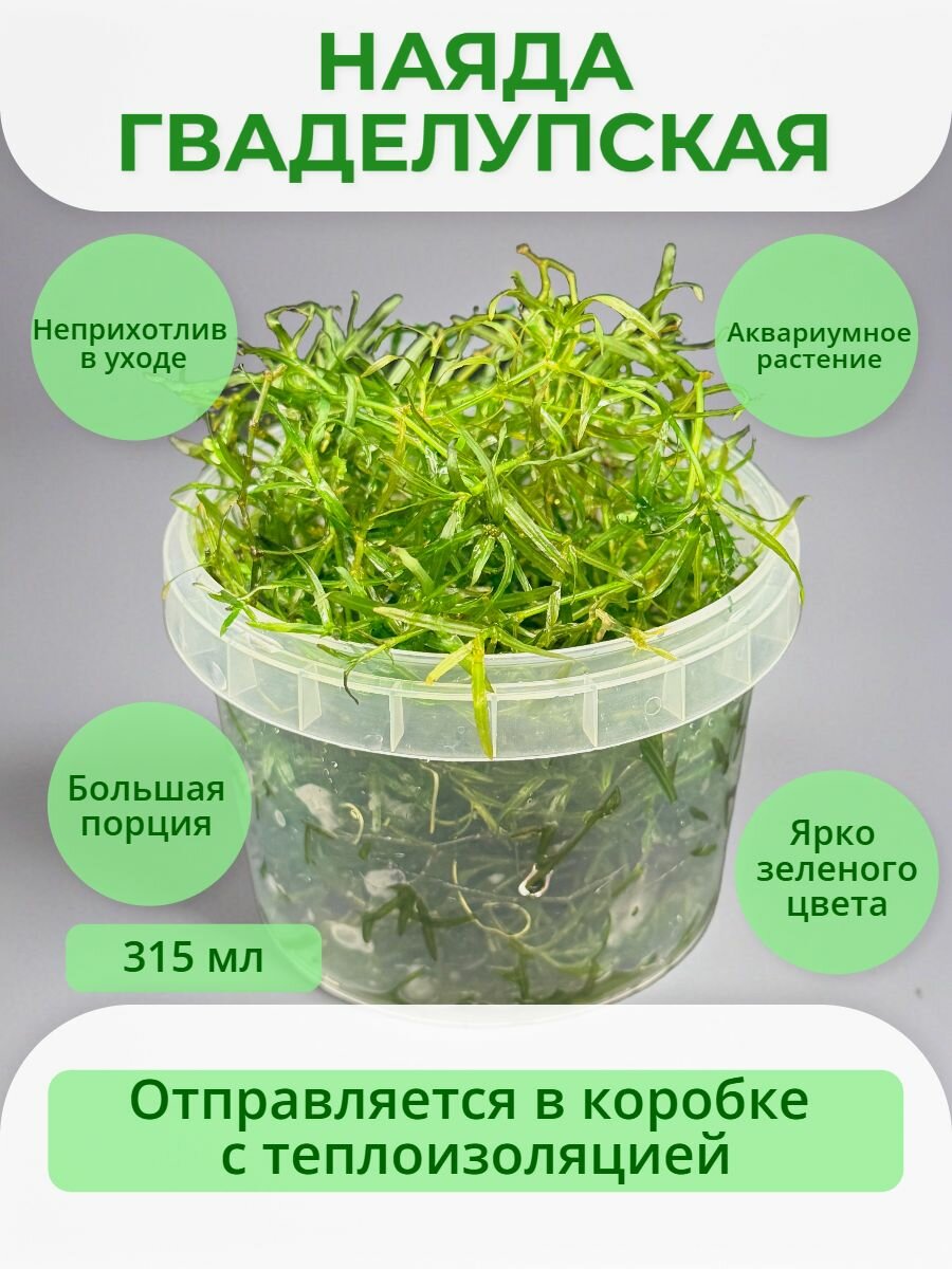 Наяс (Наяда гваделупская - Najas guadelupensis). Живое растение для аквариума-нерестовика и креветочника