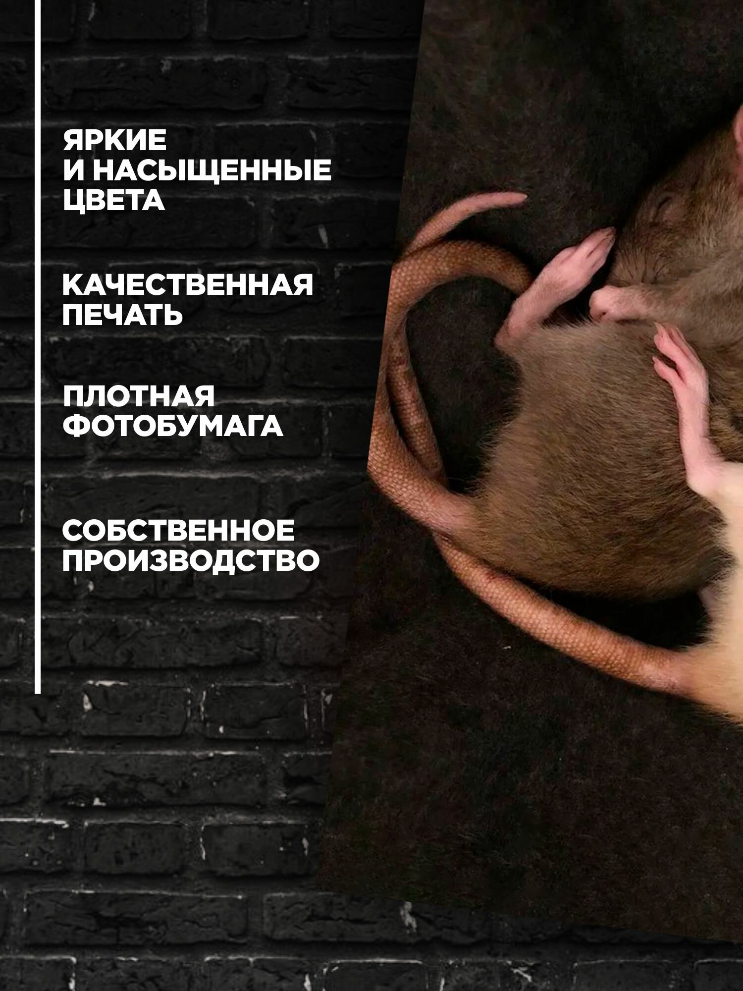 Постер Крысы, Эстетика — фото 1