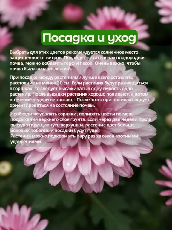 Хризантема Дафна Перпл — фото 1