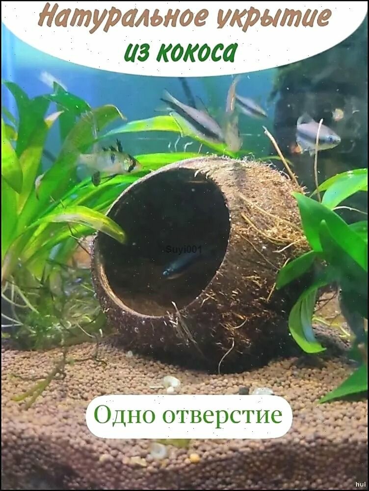 Небольшой. Кокос в аквариум декорация, укрытие