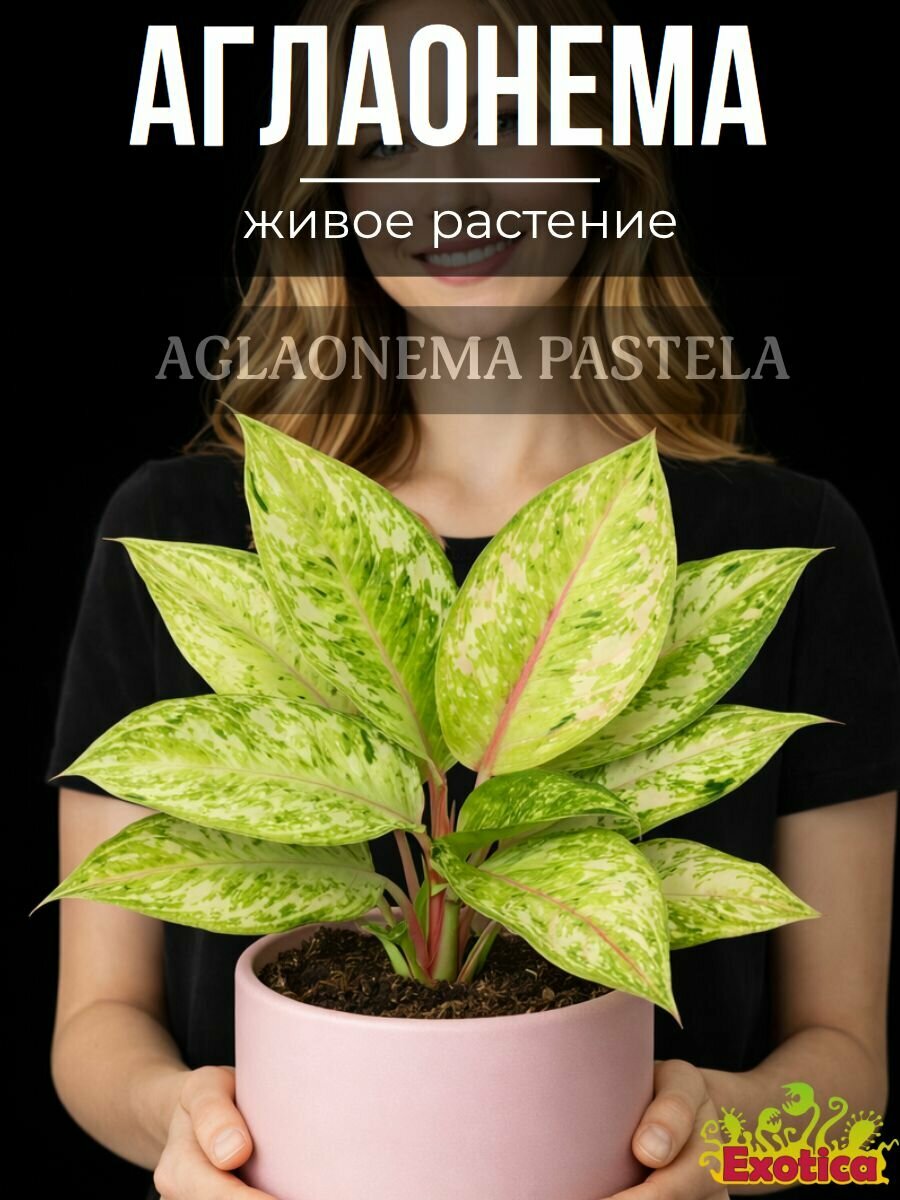 Аглаонема Пастелла (Aglaonema Pastela) D12см, растение в горшке