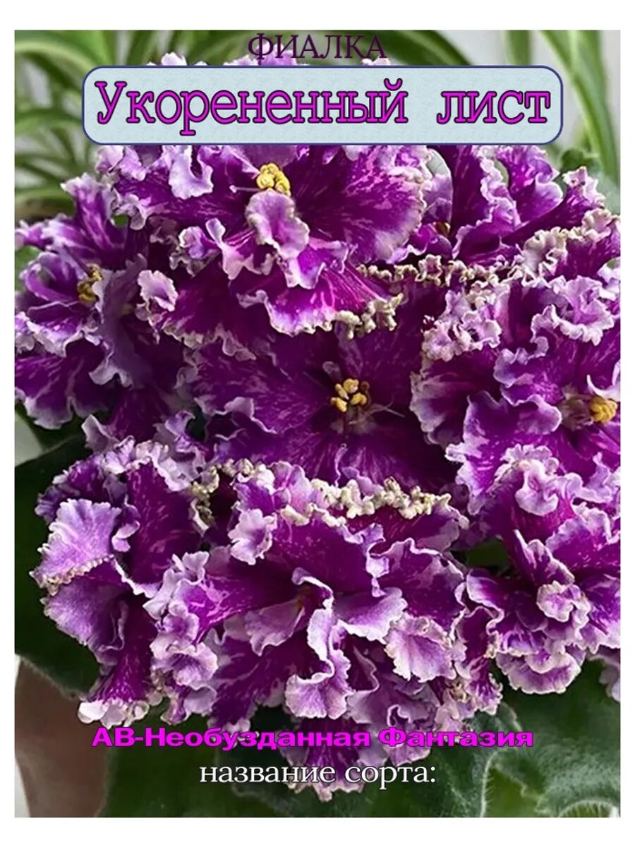 Фиалка комнатная сорт АВ-Необузданная Фантазия (укорен. лист)