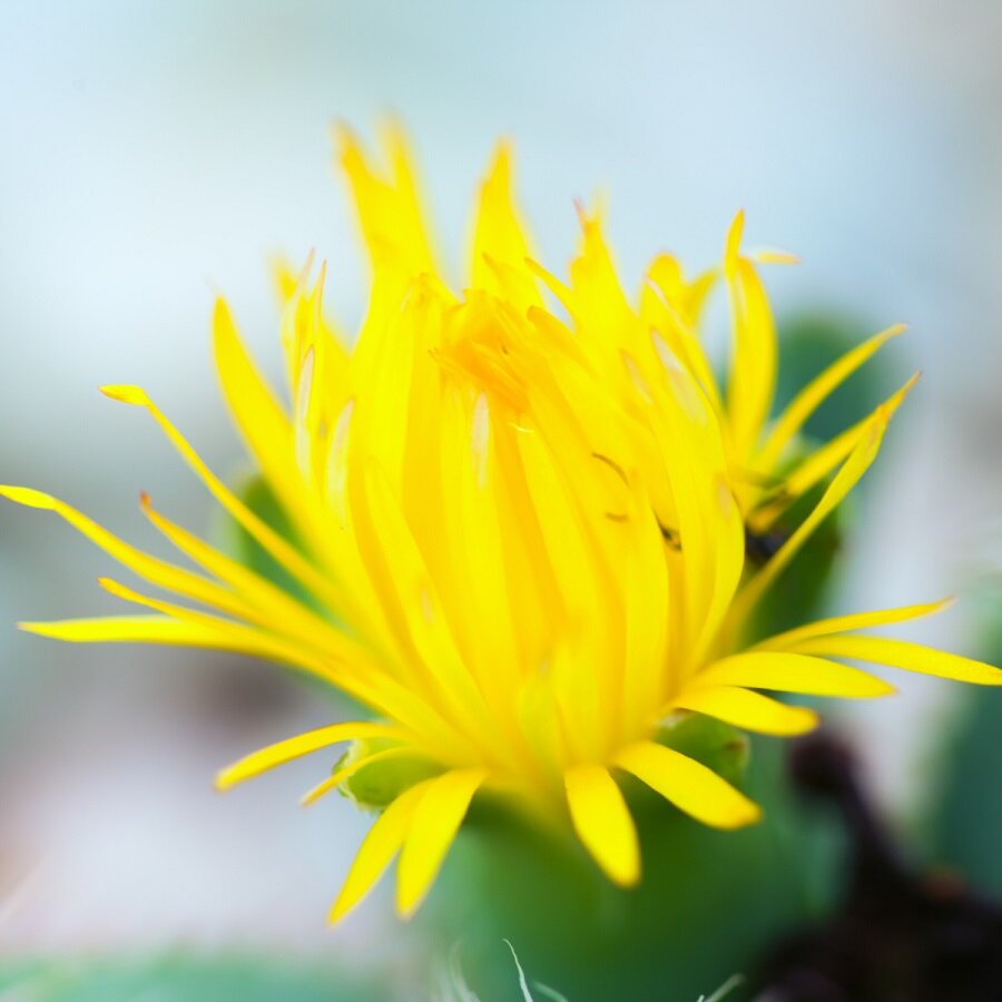 Семена Орешка Суккулент Faucaria paucidens (10 ШТ)