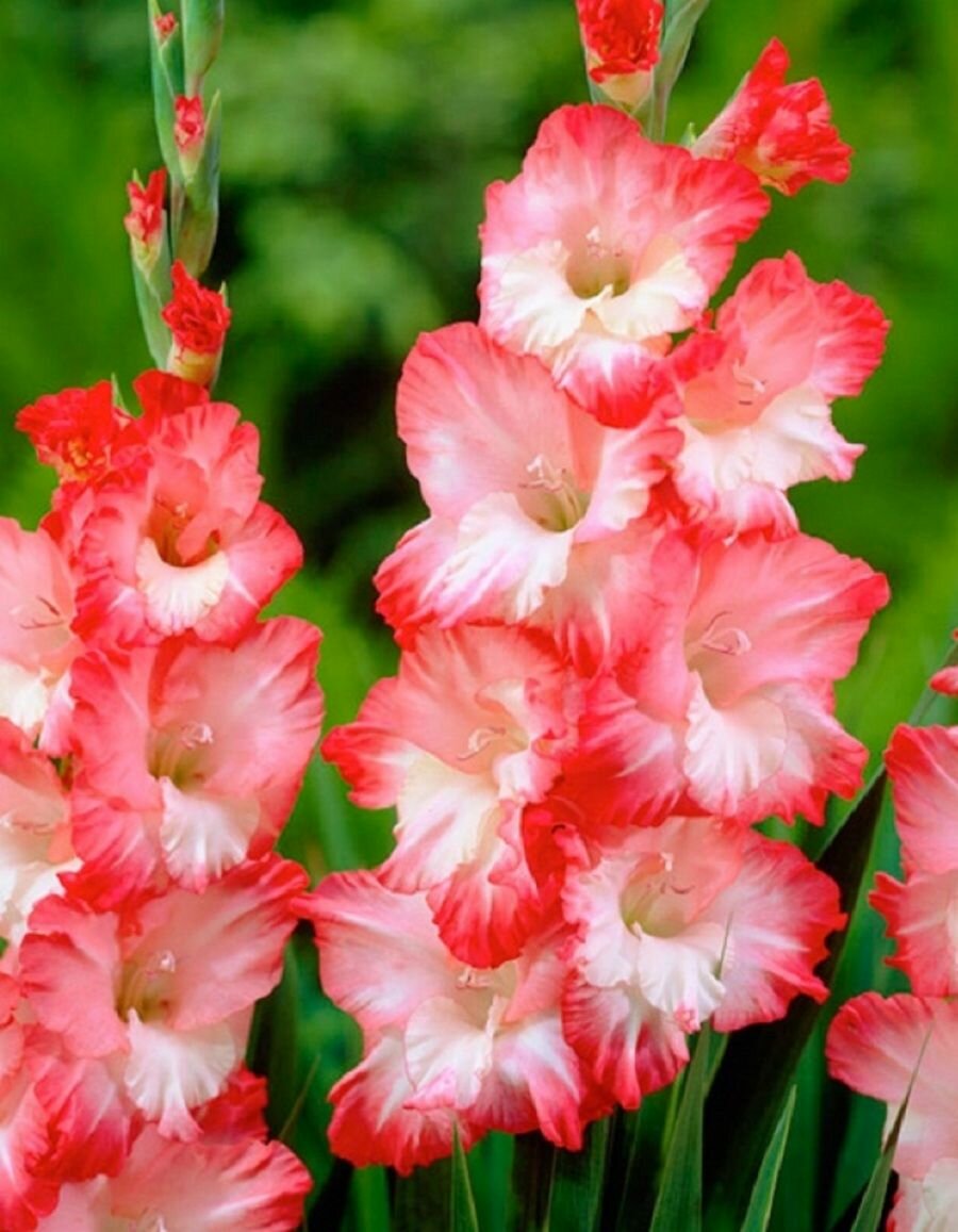 Гладиолус "Пинк леди" Holland Bulb Market, многолетник, высота до 100см, 5шт