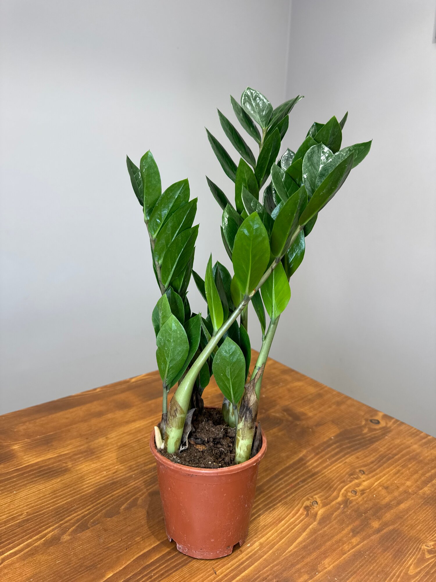 Комнатное растение Замиокулькас "Долларовое дерево", горшок 12см