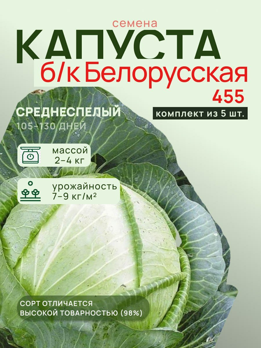 Семена капусты сорт "Белорусская", с плотными кочанами, 5 пачек