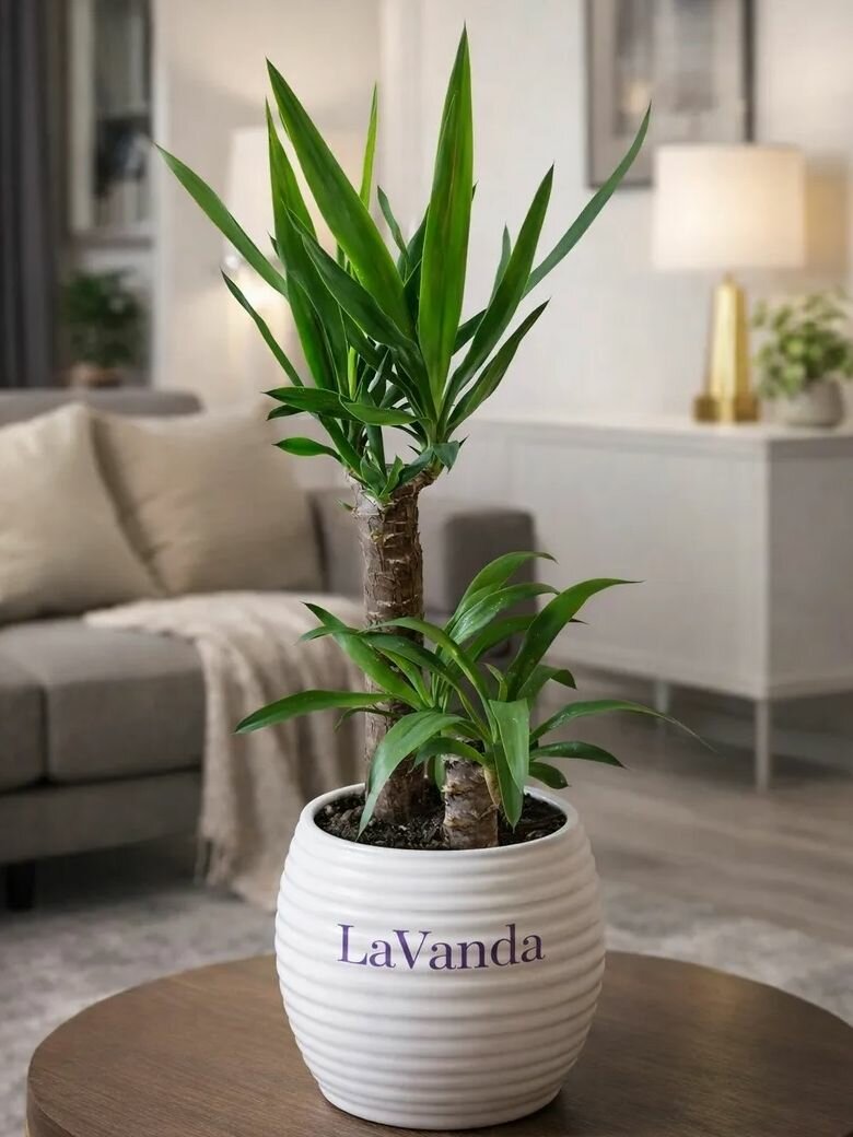 Юкка Слоновая (Yucca elephantipes) Комнатное Дерево, Пальма для Дома и Офиса, Декоративно-Лиственное Растение в Горшке