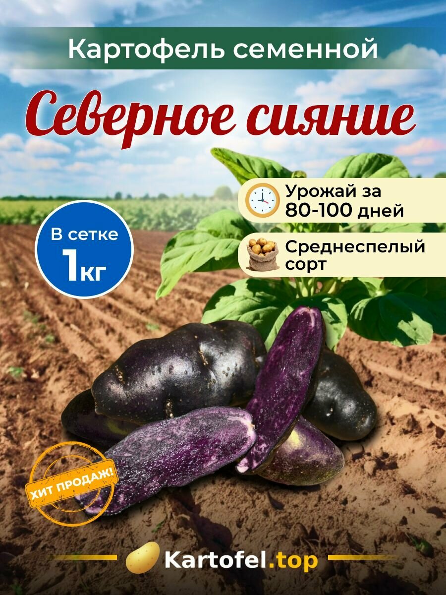 Картофель семенной клубни на посадку, саженцы "Северное сияние" элита (1 кг)