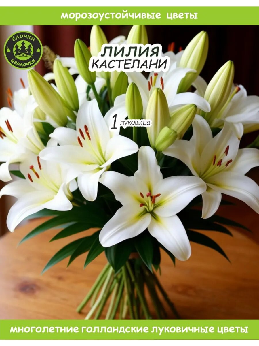 Лилия Луковица, Кастелани 1 шт