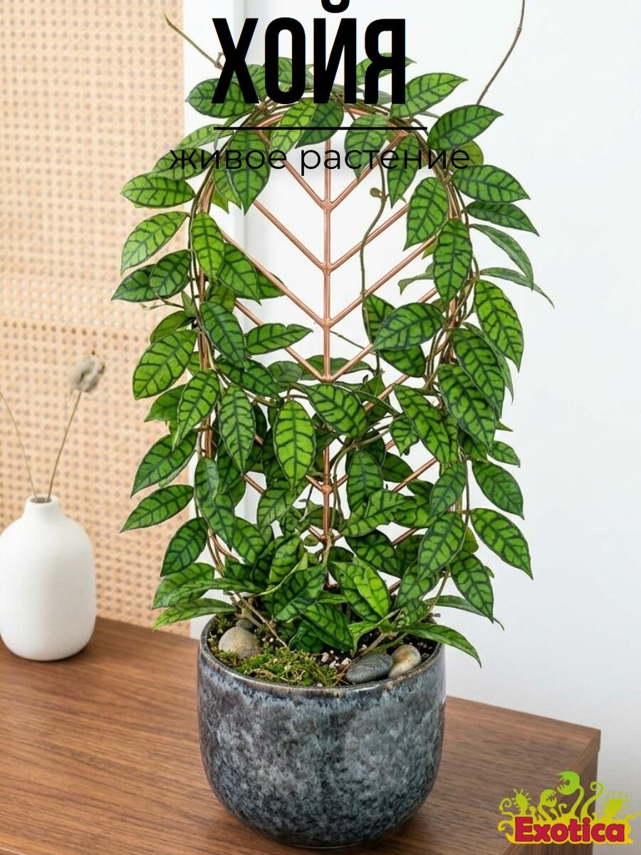 Хойя Блэк Кэт (Hoya Callistophylla Black Cat) D10см, живое растение