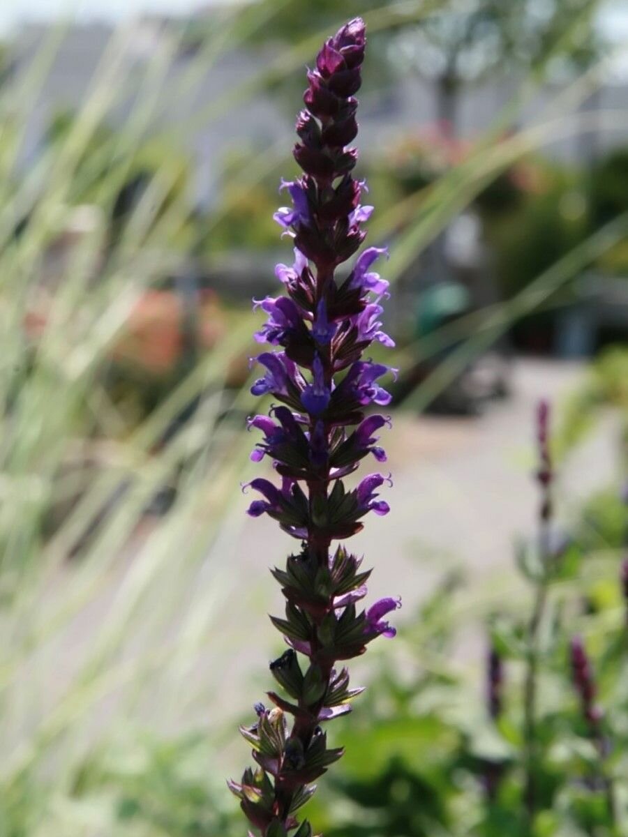 Семена Шалфей дубравный Карадонна (Salvia nemorosa Caradonna), 20 штук