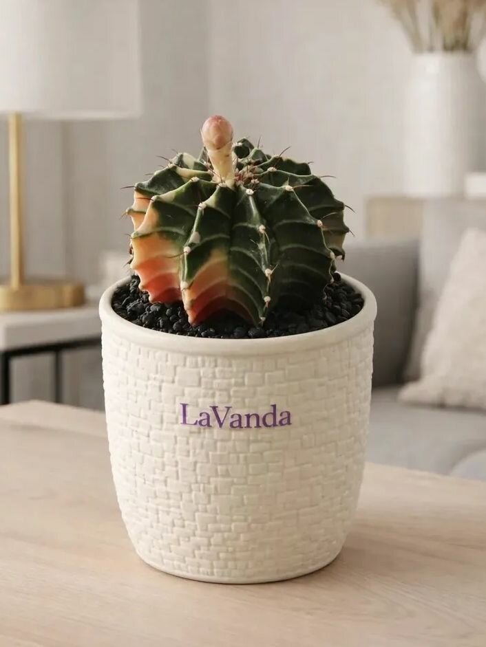 Кактус Гимнокалициум Михановича Вариегатный (Gymnocalycium mihanovichii variegata) Редкий пестрый суккулент