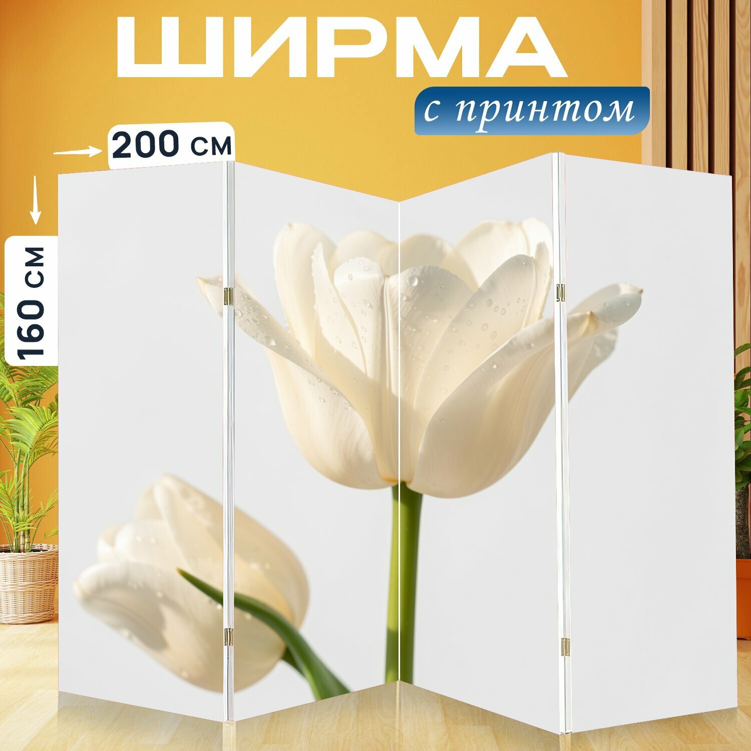 Ширма "Белые тюльпаны с каплями росы. Нежная минималистичная композиция с кремовыми весенними цветами на." перегородка для зонирования комнаты с принтом 200x160 см. на холсте
