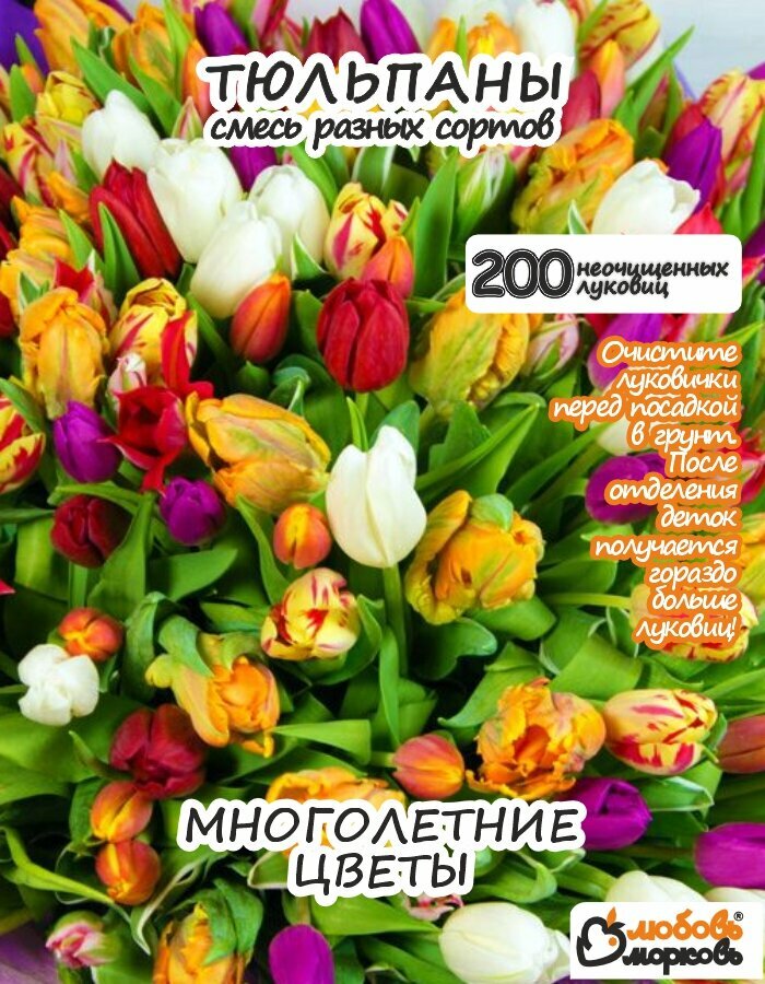 Тюльпан неочищенные луковицы микс 200 штук