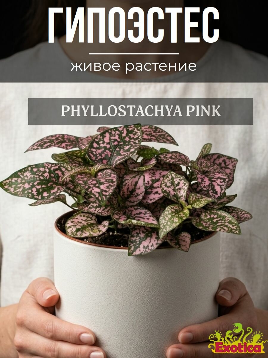 Гипоэстес Листоколосковый Пинк (Hypoestes Phyllostachya Pink) D6см, комнатный цветок