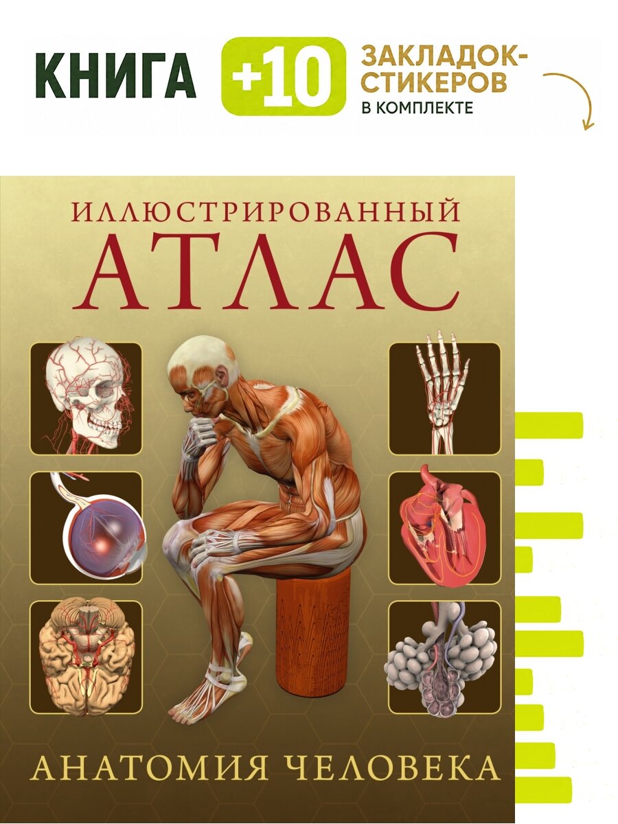 Иллюстрированный атлас. Анатомия человека. Комплект: книга + 10 закладок-стикеров