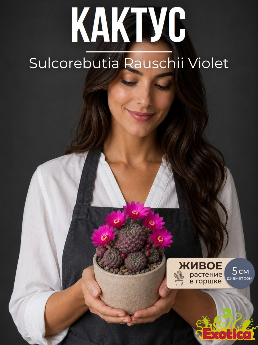 Сулькоребуция Рауша Фиолетовая, кактус (Sulcorebutia Rauschii Violet) D5см, живой цветок