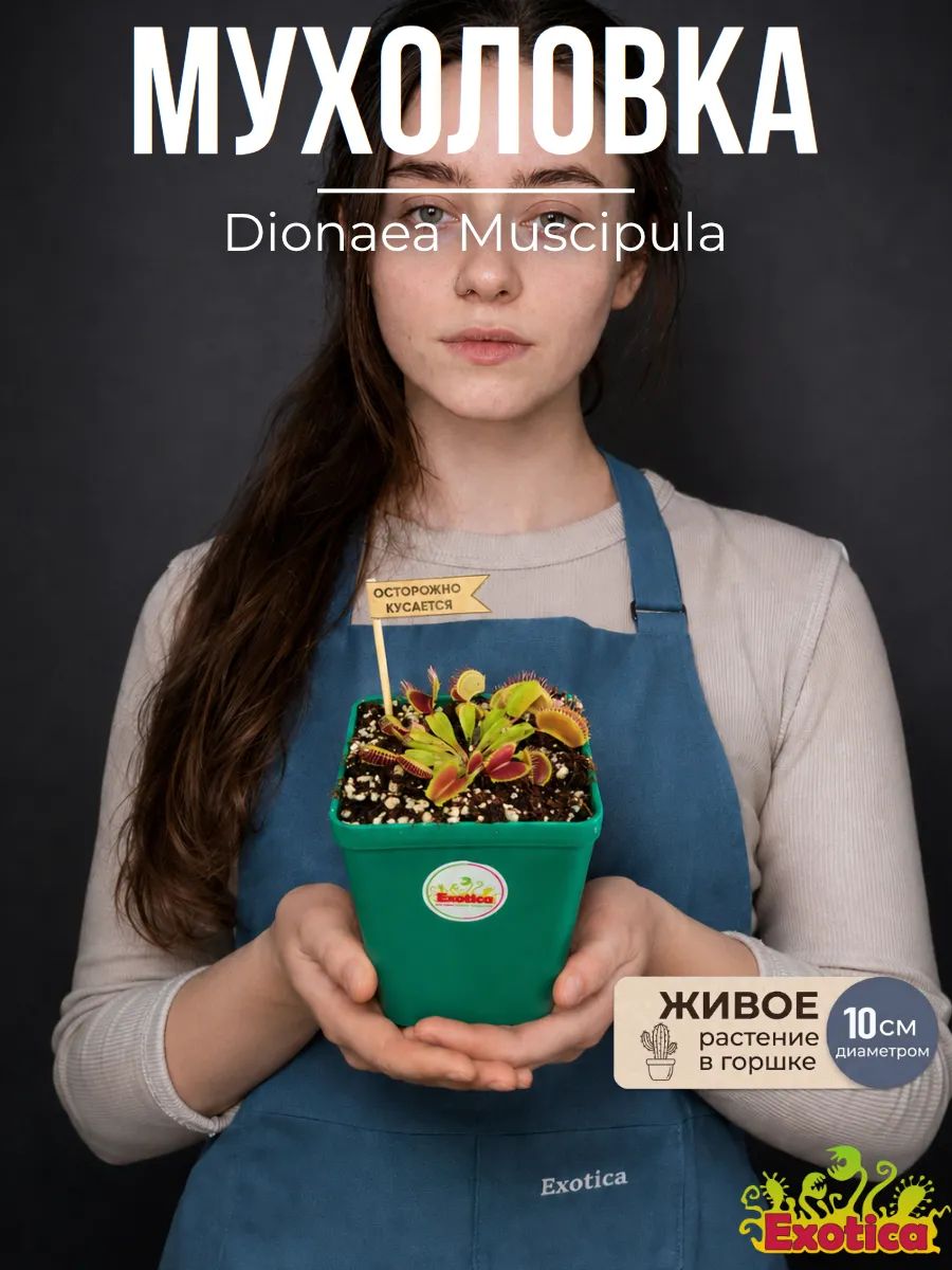 Венерина Мухоловка D10см, плотоядное растение