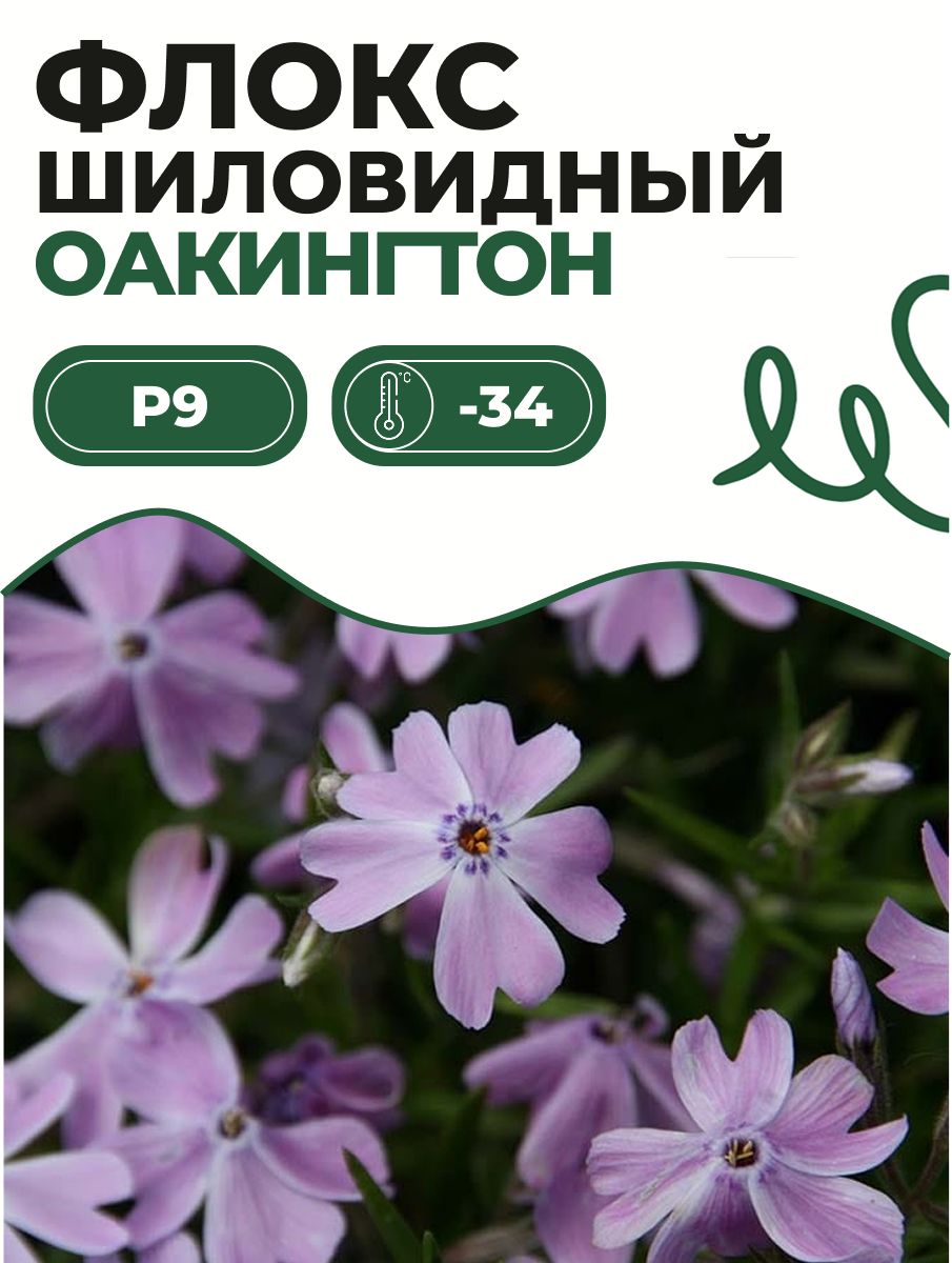 Флокс P9 шиловидный Оакингтон 1 шт. Саженец с ЗКС в горшке! Идеально для сада!