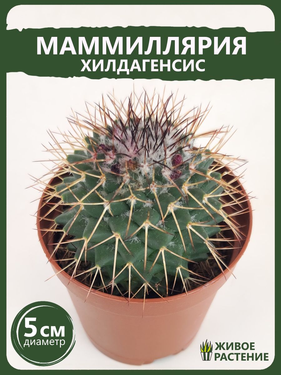 Маммиллярия Хилдагенсис Кактус живой, D-5