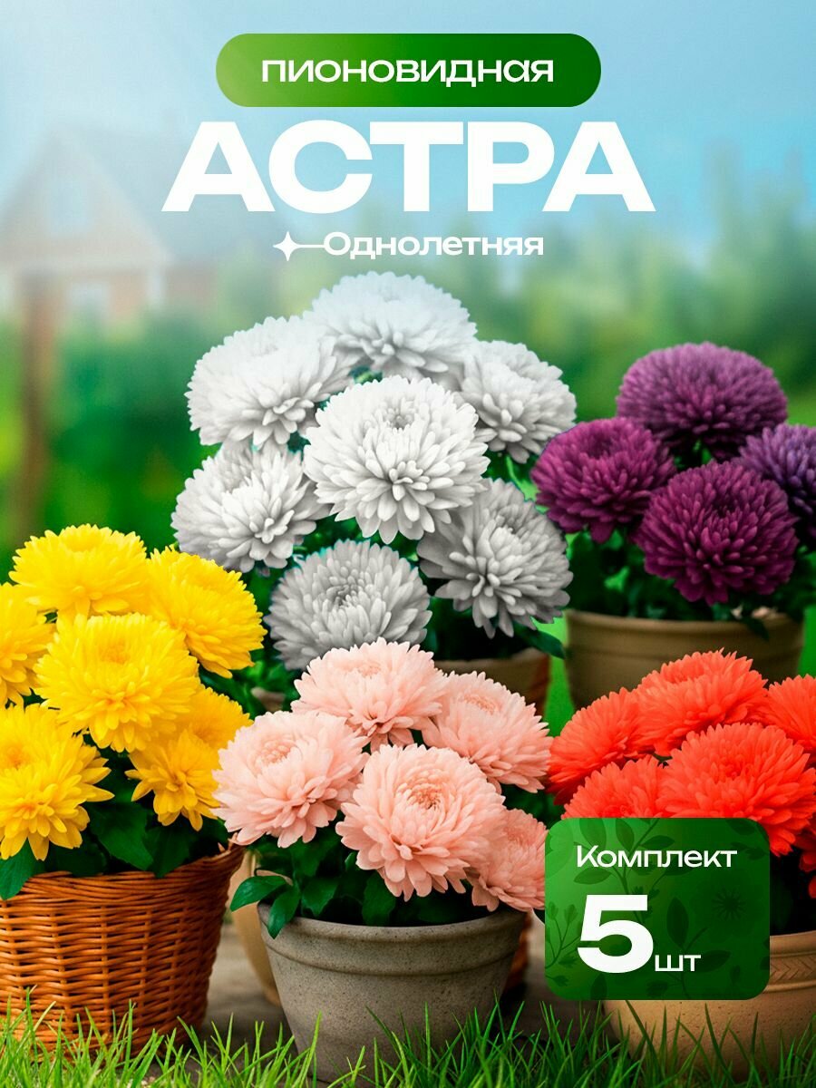 Семена цветов астра пионовидная крупная 5 пачек