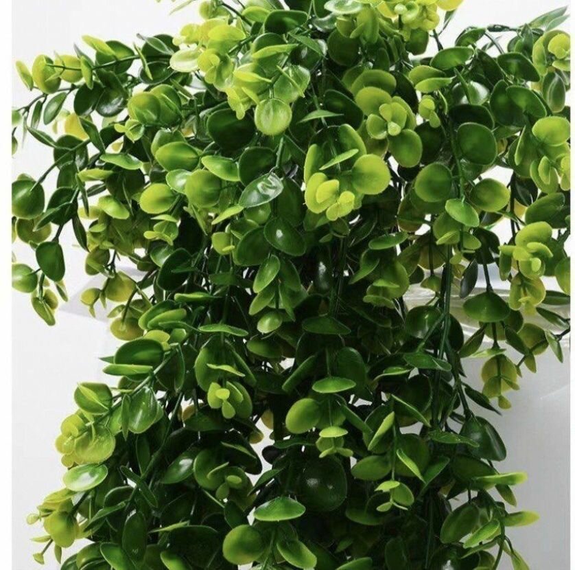 Папоротник настенный ампельный свисающий / растение на стену / лиана плющ для декора интерьера цветок декоративная зелень