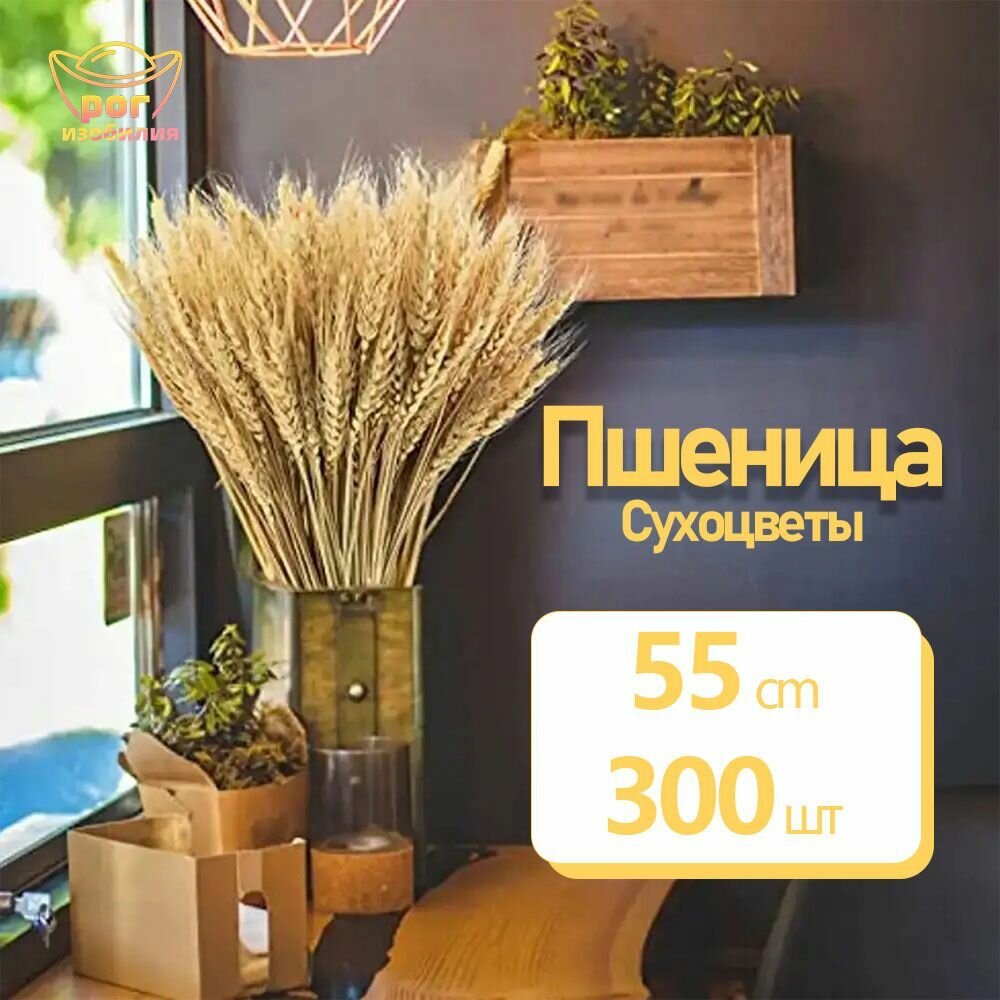 Сухоцветы пшеницы колосья 300 шт. пшеница сухоцветы для декора