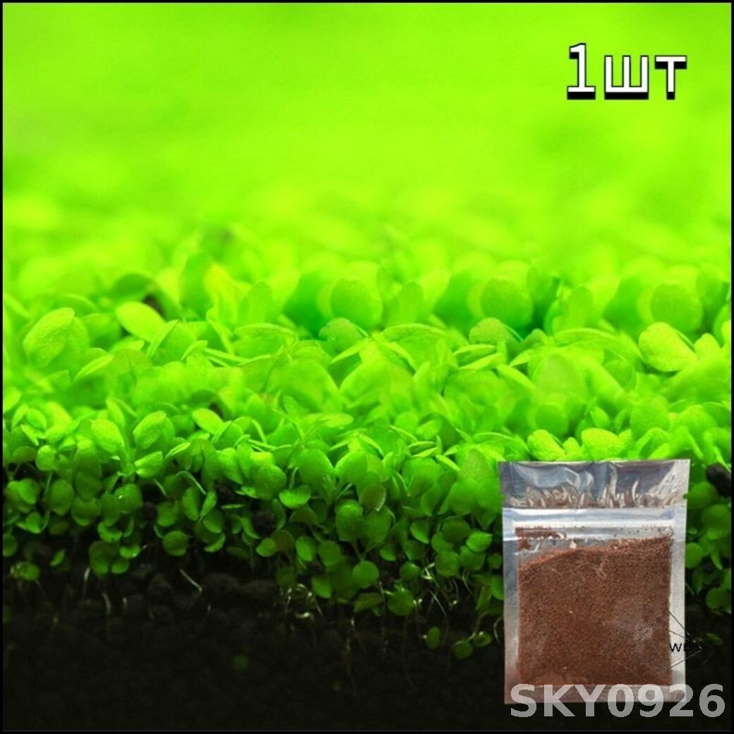 Семена растений для аквариума. Глоссостигма аквариумное растение живое.