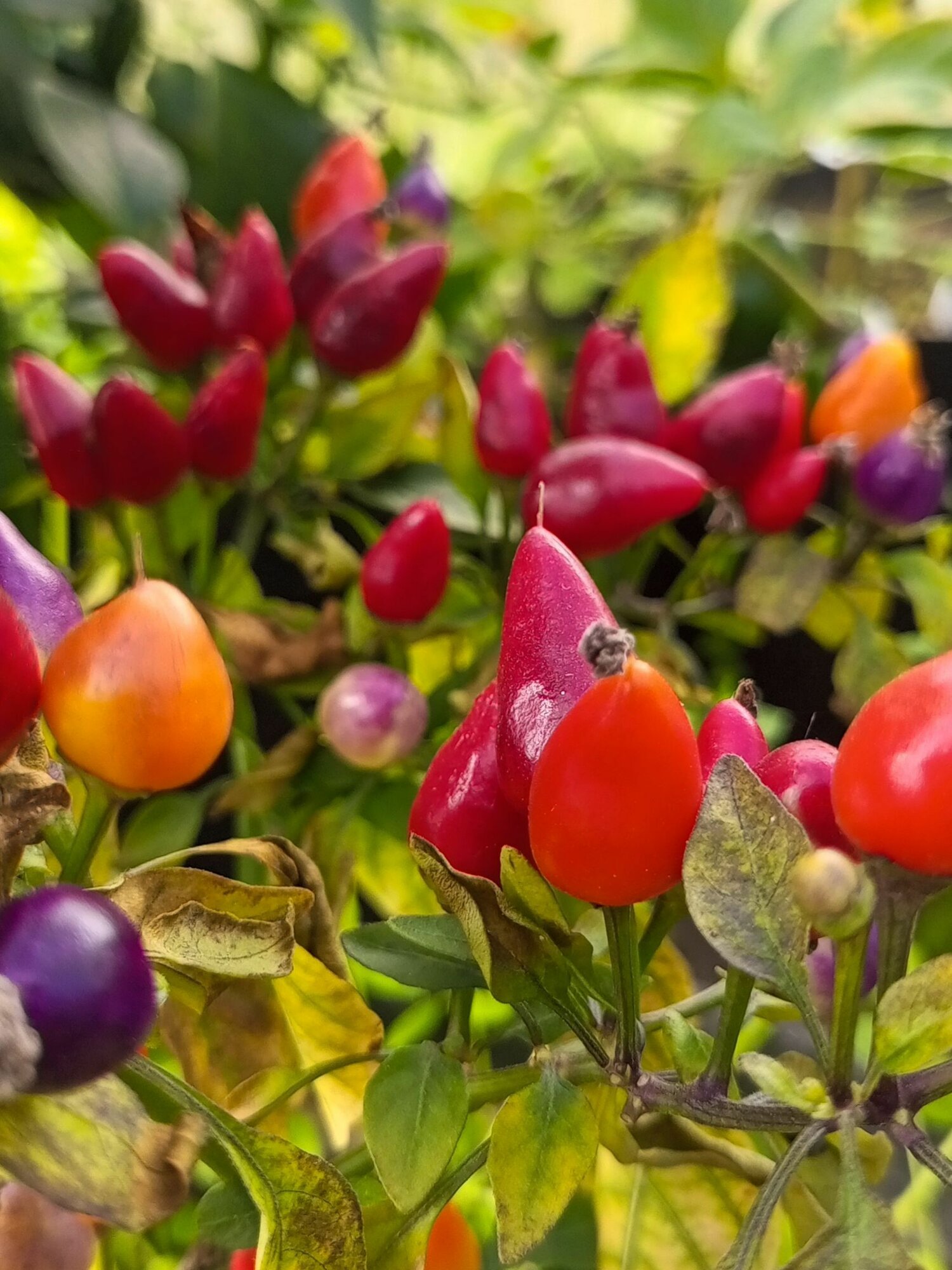 Семена Острого перца Bolivian Rainbow 7шт+ бонус