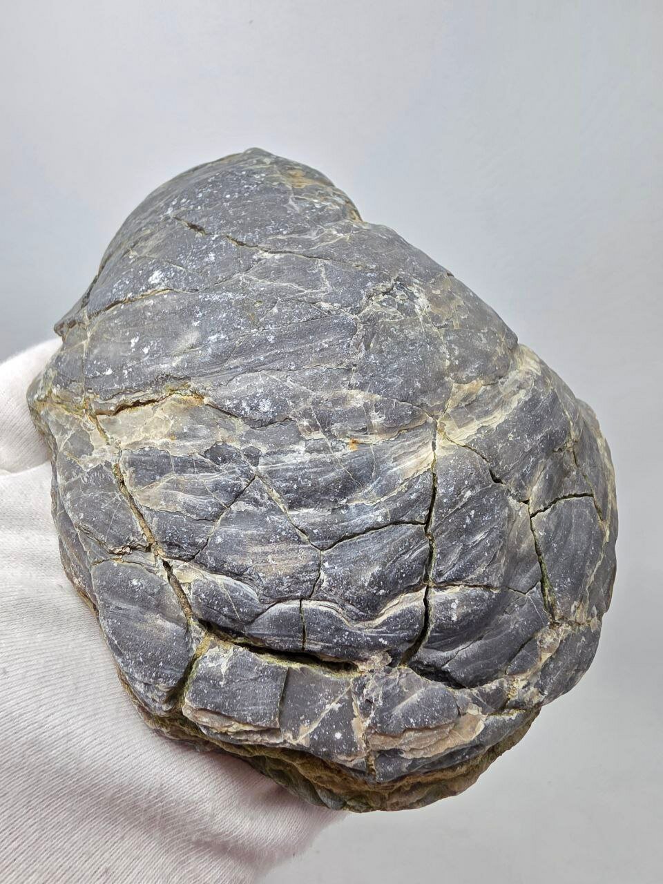 Окаменелая устрица Gryphaea, 147 мм, 1116 г.