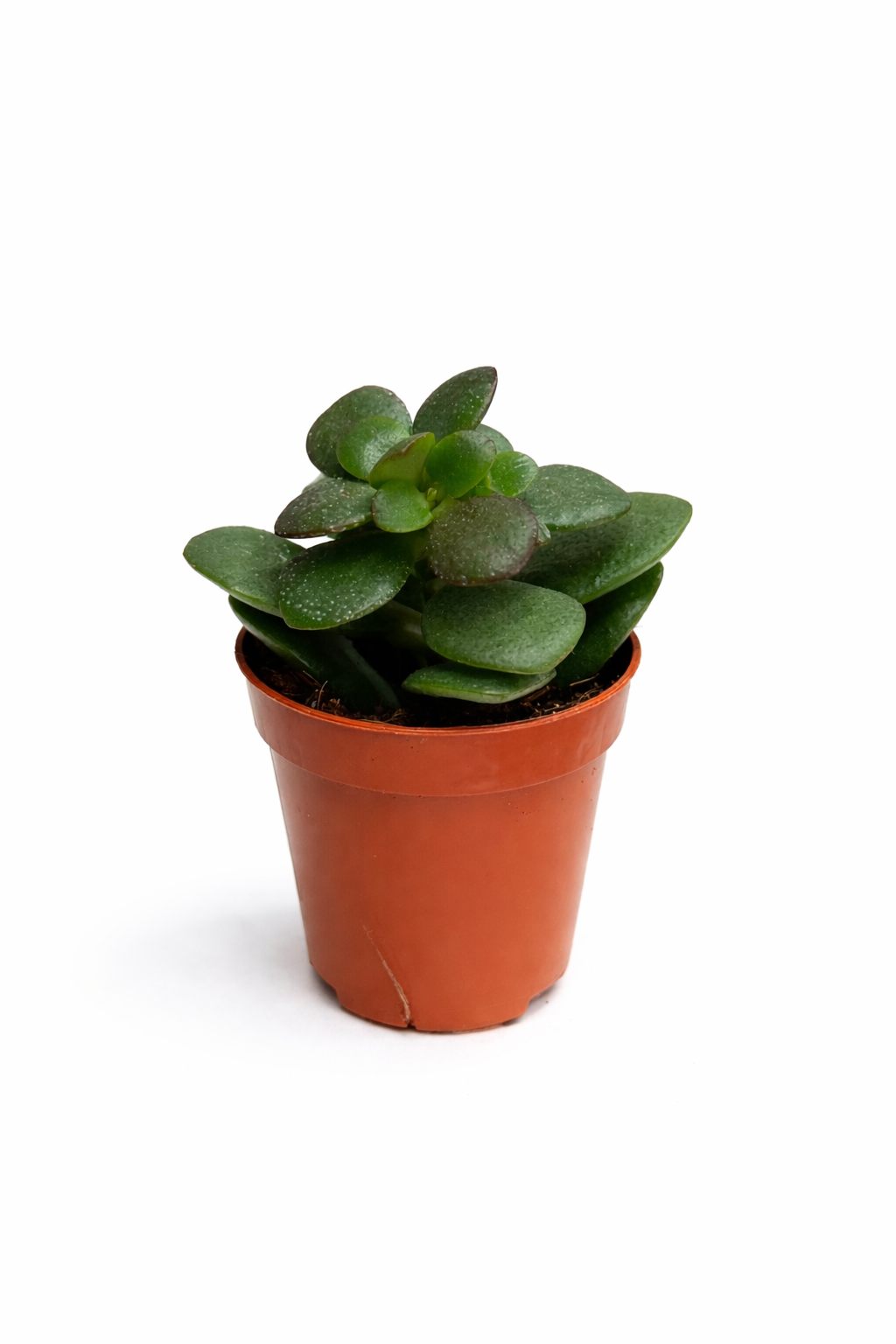 Крассула овата (Crassula ovata) 7см