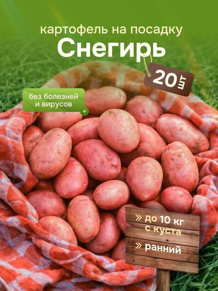 Семенной картофель на посадку Снегирь 20 шт (ранний)