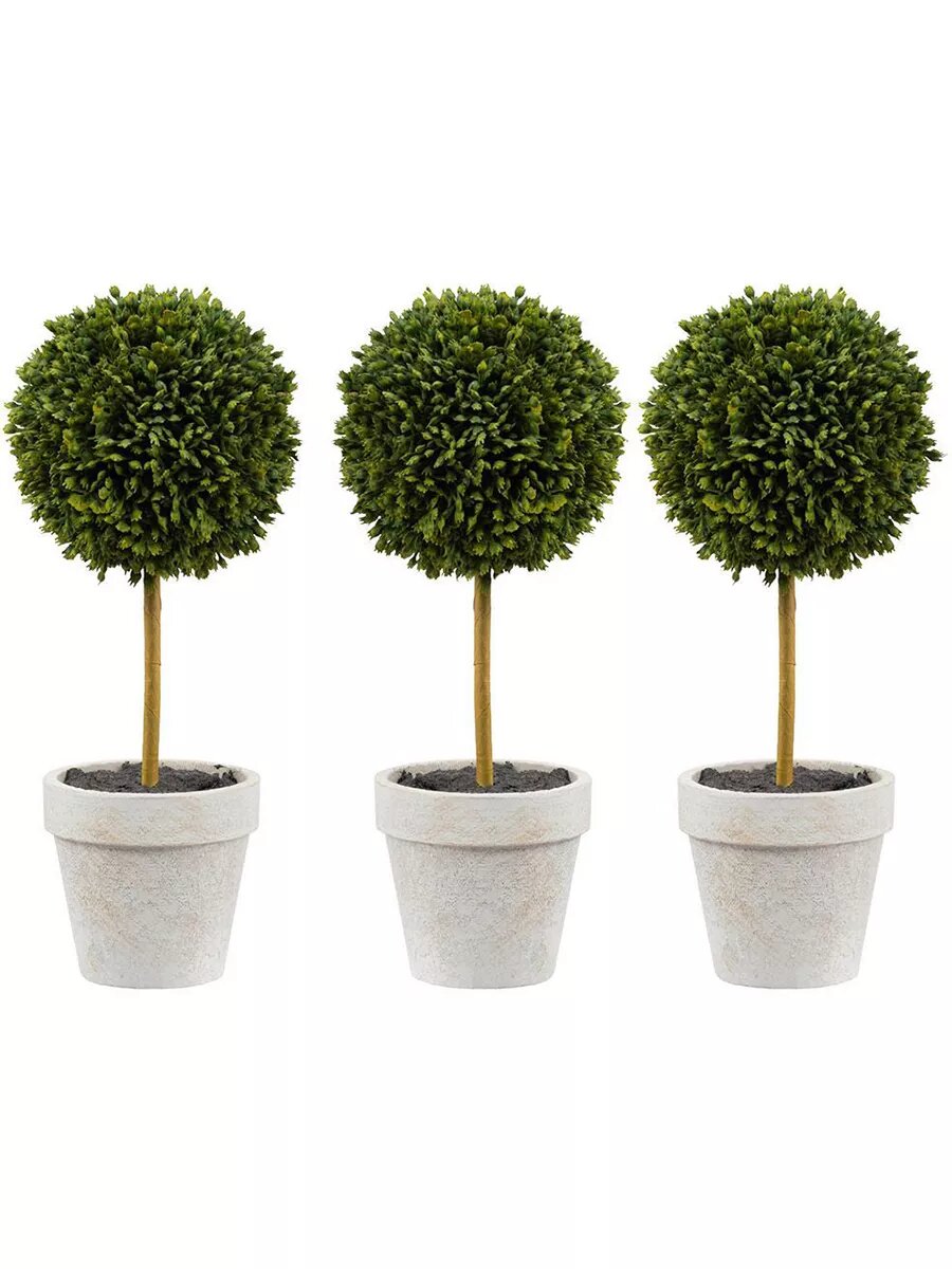 Растения декоративные Glasar Самшит, набор 3 предмета 28х10х24 см