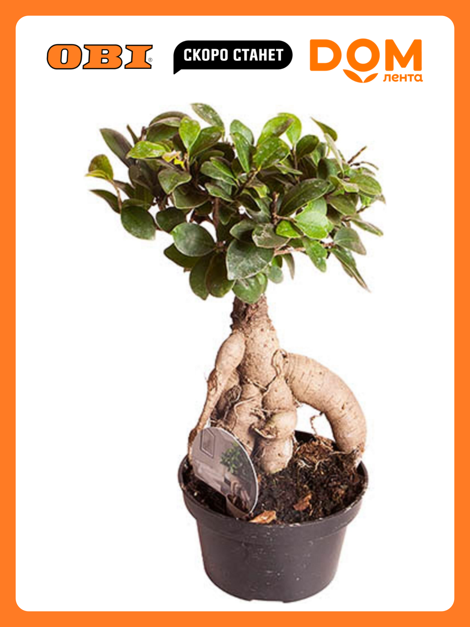 Фикус микрокарпа, декоративно-лиственный, высота 20см, диаметр горшка 9см