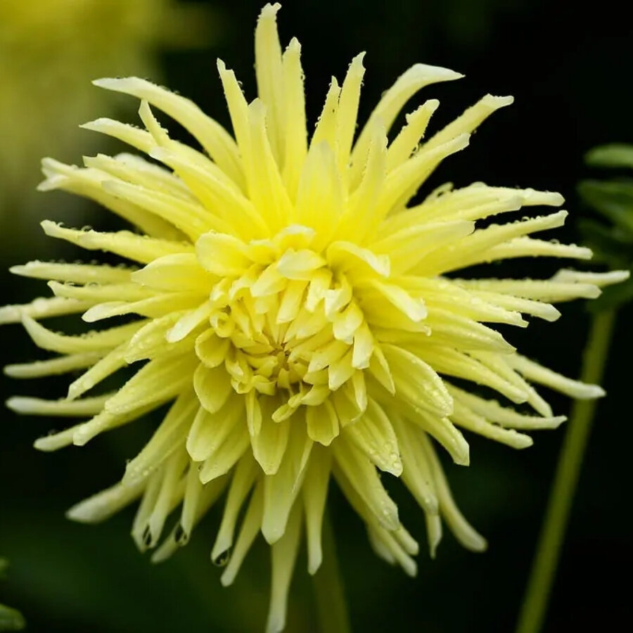 Георгина Еллоу Стар (1 клубень), Нидерланды