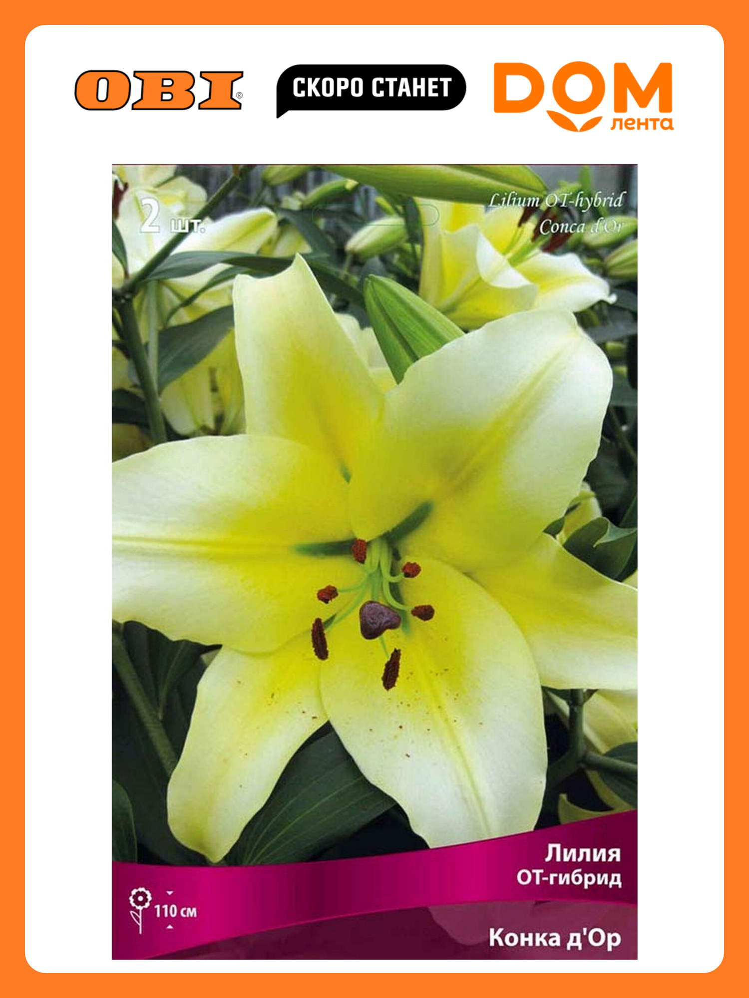 Луковица Лилии поиск Конка д'Ор 200 г