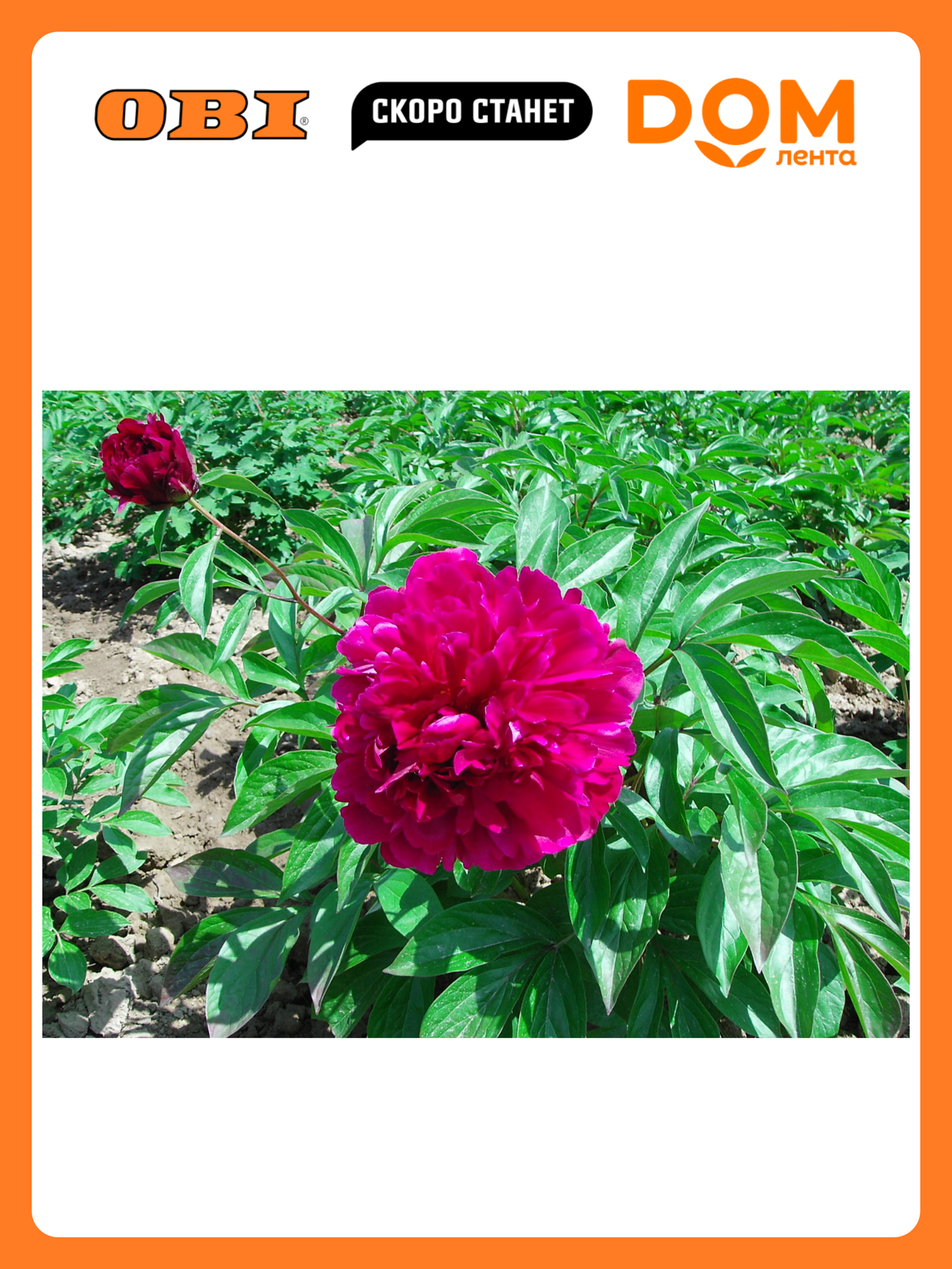 Растение Пион травянистый 7 цветов Blooming Life Бархат Ночи (в тубе)