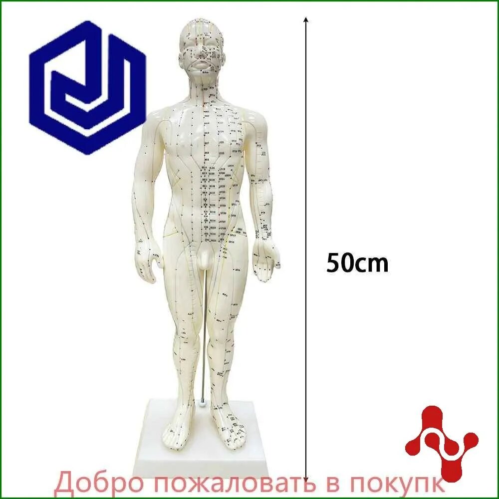 50CM мужская акупунктура точки человеческого тела меридианы модели
