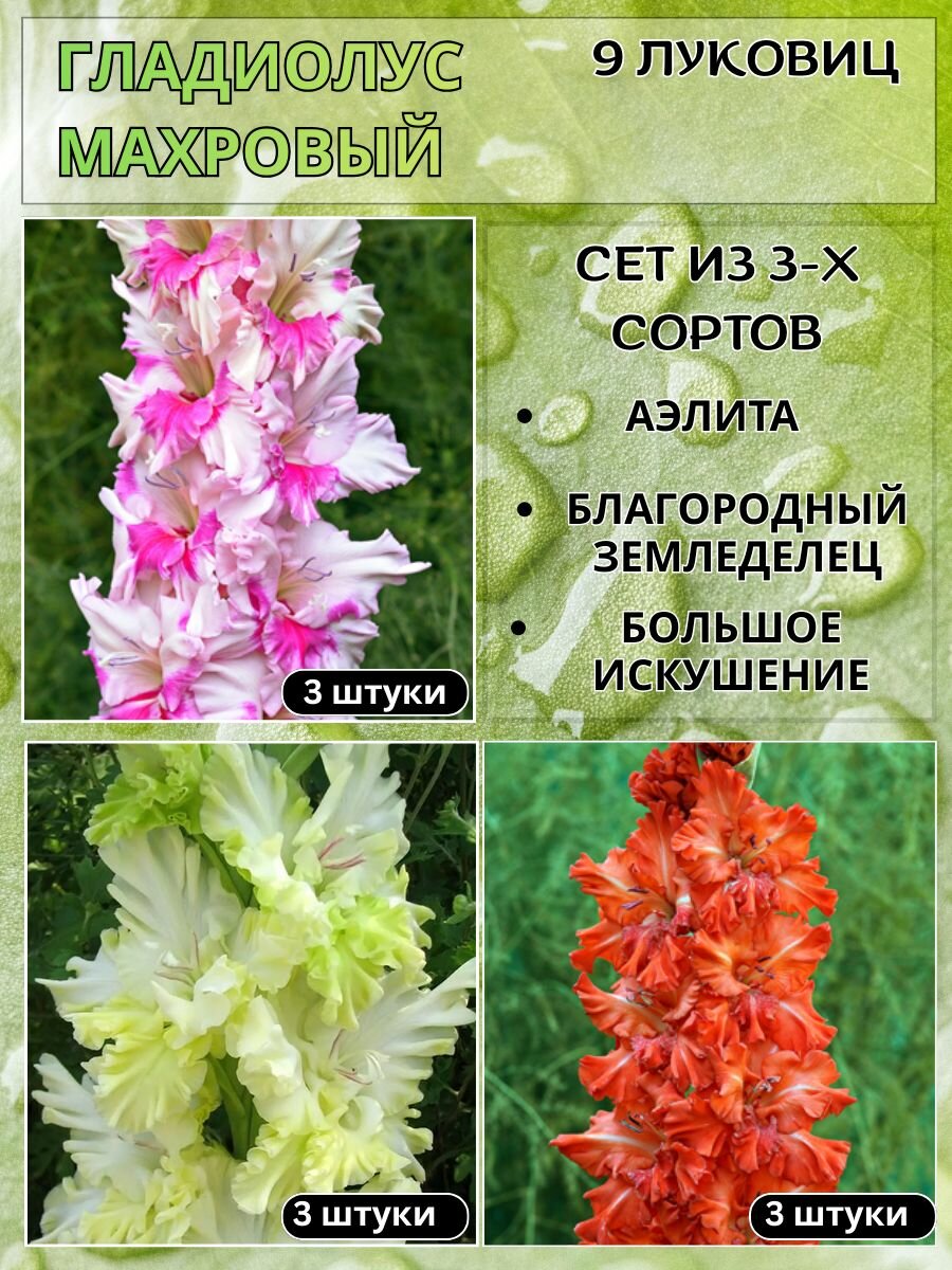 Гладиолусы, сет из 3-х сортов, 9 луковиц