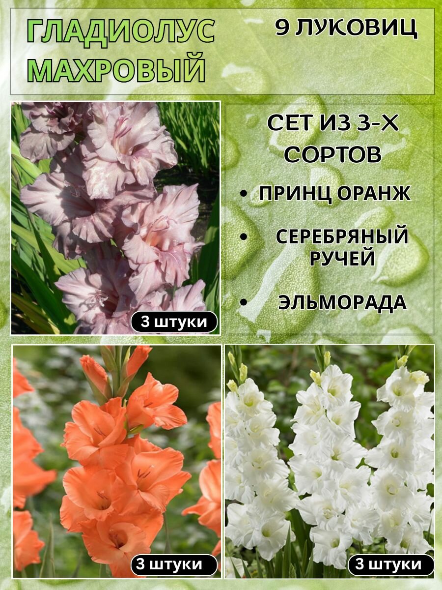 Гладиолусы, сет из 3-х сортов, 9 луковиц
