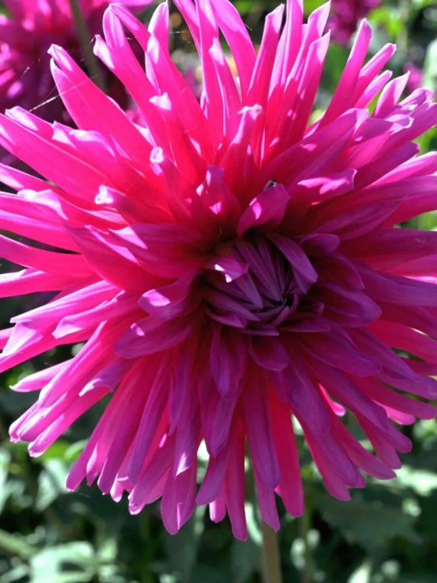 Георгина Пурпл Джем кактусовая / Саженцы кактусовидных георгин