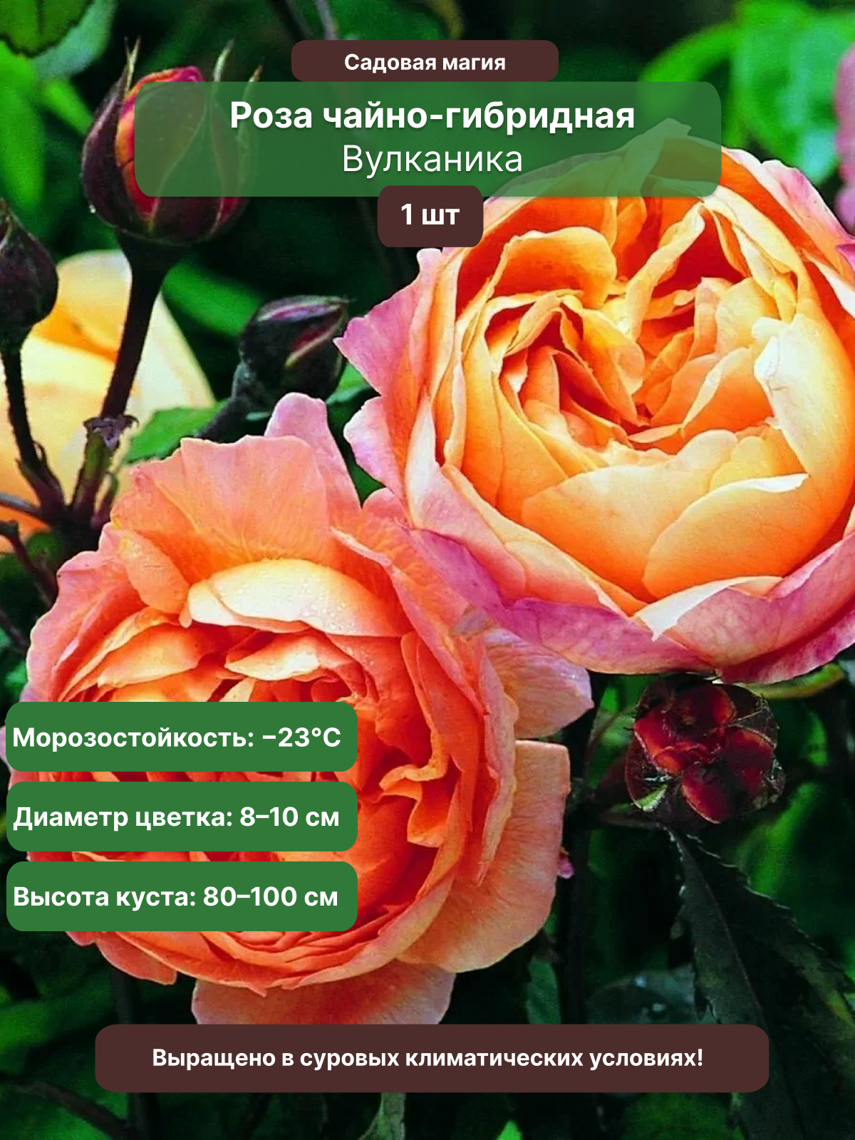 Роза Вулканика, 1 саж, многолетняя, жёлтый, оранжевые, светло-жёлтый