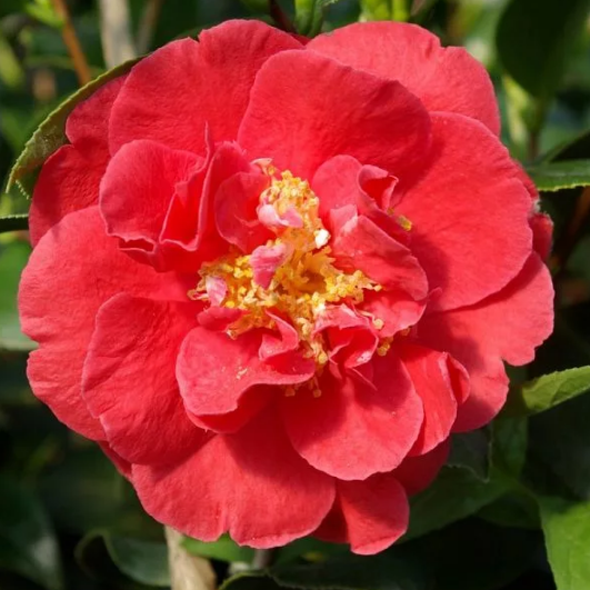 Камелия японская кровь китая (1 саженец в горшке Р9), Нидерланды