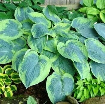 Хоста Токудама Флавоцирциналис (1 корневище в пакете с торфом), Нидерланды