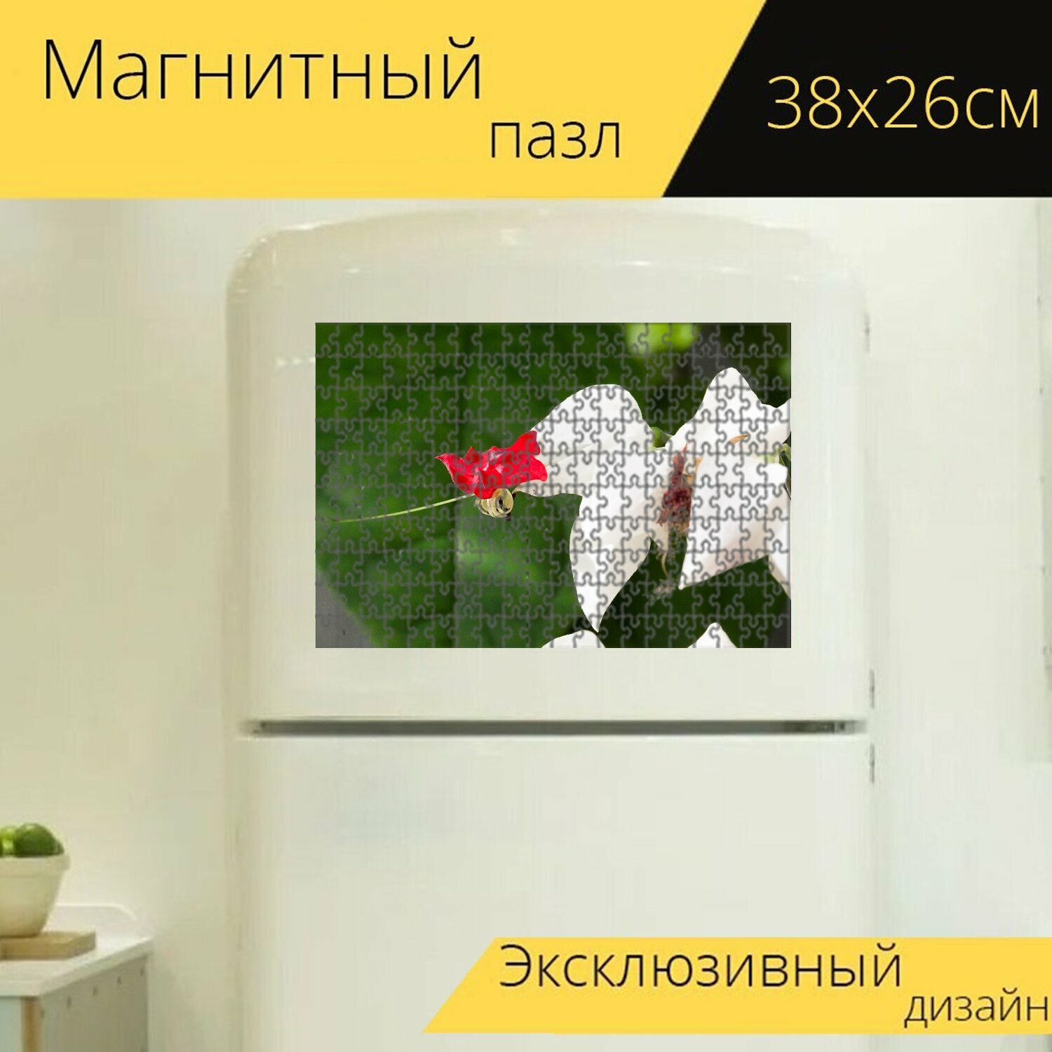 Магнитный пазл "Клеродендрум томсоний, расцветает, декоративное растение" для интерьера, 38х26 см.