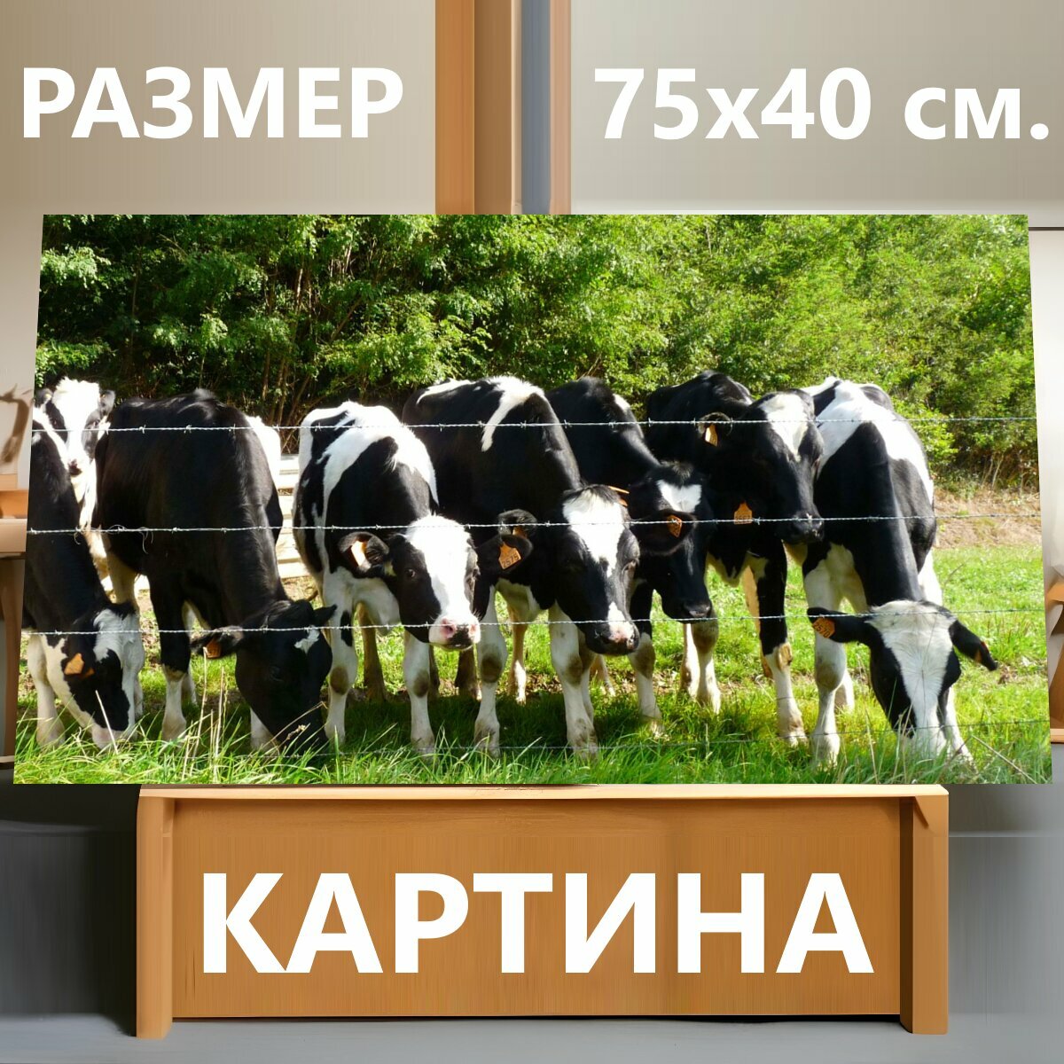 Картина на холсте "Коровы Линия пасущимися коровами. корова коровы крупного рогатого скота ферма трава едят выпас говядина мясо икры" на подрамнике 75х40 см. для интерьера