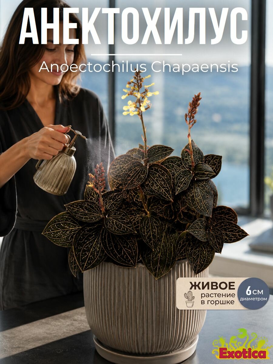 Драгоценная Орхидея Анектохилус Чапаэнсис (Jewel Orchid Anoectochilus Chapaensis) D6см