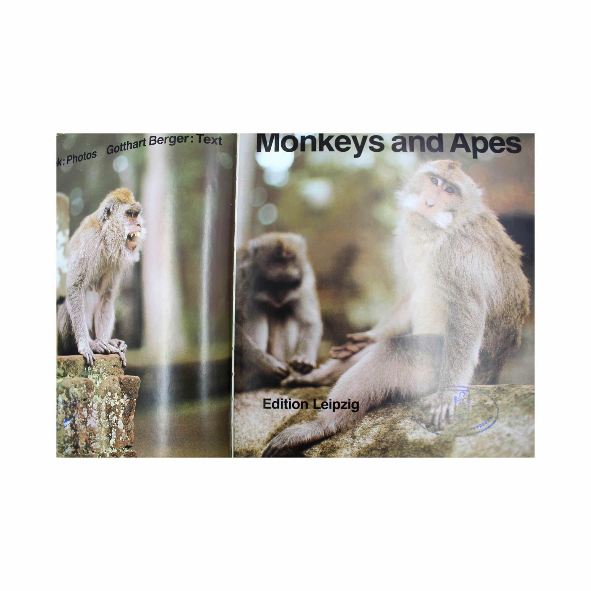 Monkeys and Apes — фото 1